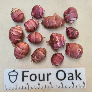 Red Fuseau Sunchoke Seed Tubers for Planting - AKA Jerusalem Artichoke ...