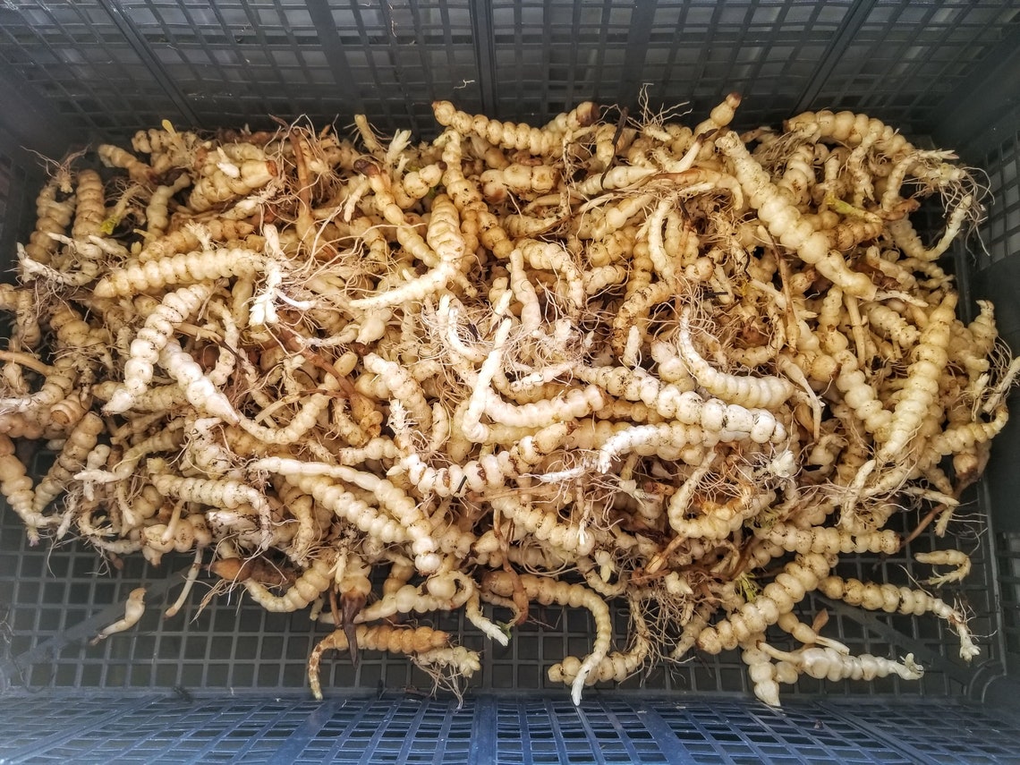Chinese Artichoke Live Tubers / Roots AKA Crosnes Betony Gan - Etsy