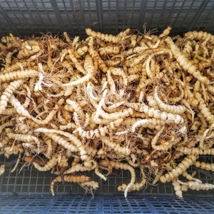 Chinese Artichoke Live Tubers / Roots AKA Crosnes, Betony, Gan Lu Zi ...