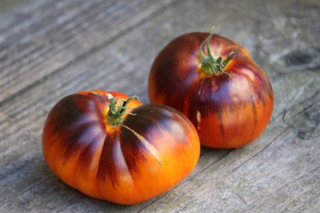 Lucid Gem Heirloom Tomato 50 Seeds - Organically Grown and Non-gmo ...