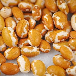 Zuni Gold Bean 30 Seeds - AKA Four Corners Gold, Pueblo Heirloom Non ...