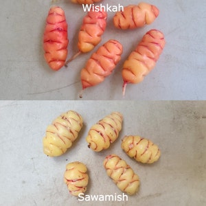 Oca Seed Tubers / Root for Planting - Uqa, New Zealand Yam - Organic ...