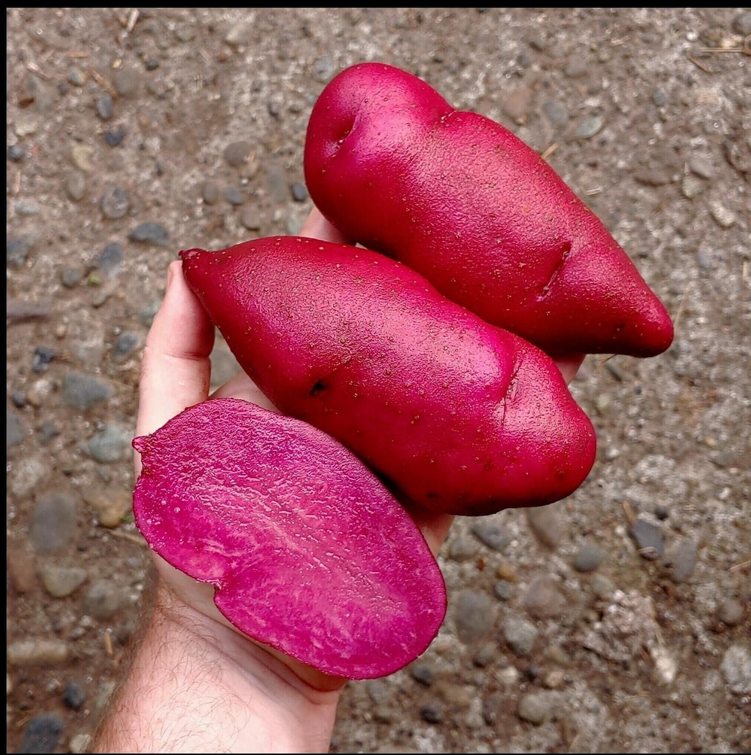 Loowit Seed Potatoes - for Planting 2026 - Organic (solanum Tuberosum ...