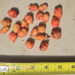 Oca Seed Tubers / Root for Planting Uqa New Zealand Yam - Etsy