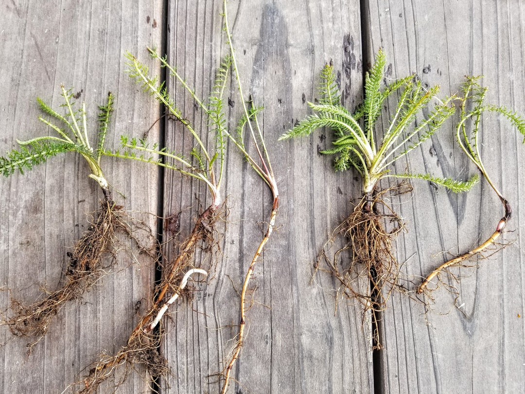 Yarrow Plants (white) - Small Bare Root - Organic - (achillea ...