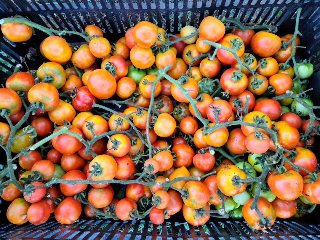 Giallorosso Di Crispiano Tomato 50 Seeds - Rare Italian Heirloom Keeper ...