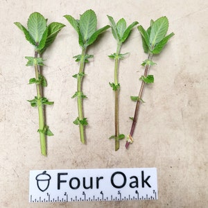 Apple Mint Cuttings - Live Plant Cuttings for Rooting - AKA Pineapple ...