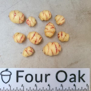 Oca Seed Tubers / Root for Planting - Uqa, New Zealand Yam - Organic ...
