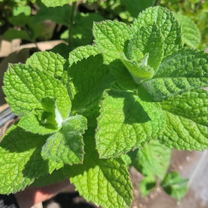 Apple Mint Cuttings - Live Plant Cuttings for Rooting - AKA Pineapple ...