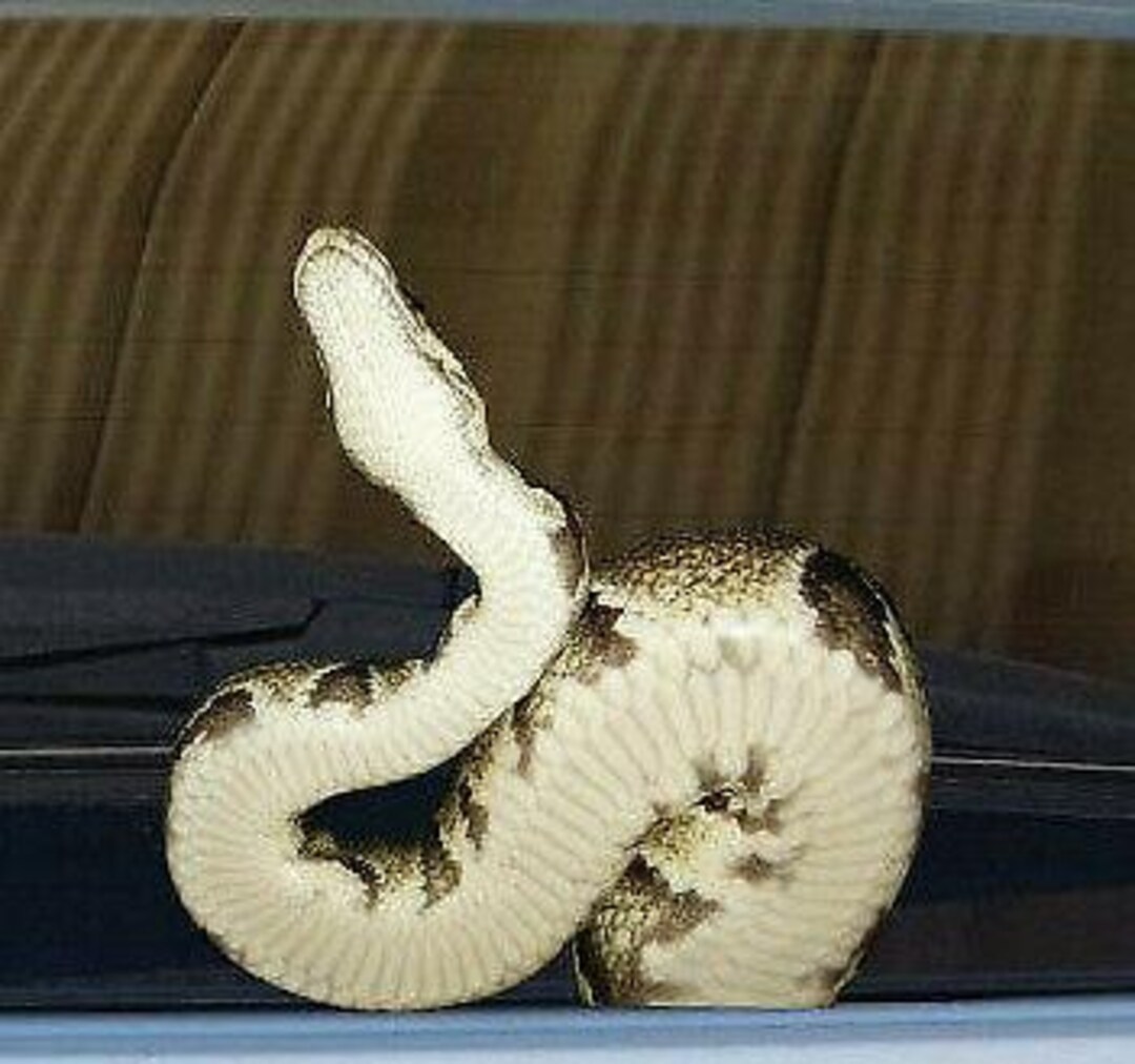 Peeping-python-snake-sticker-decal-window Vehicle Decal - Etsy