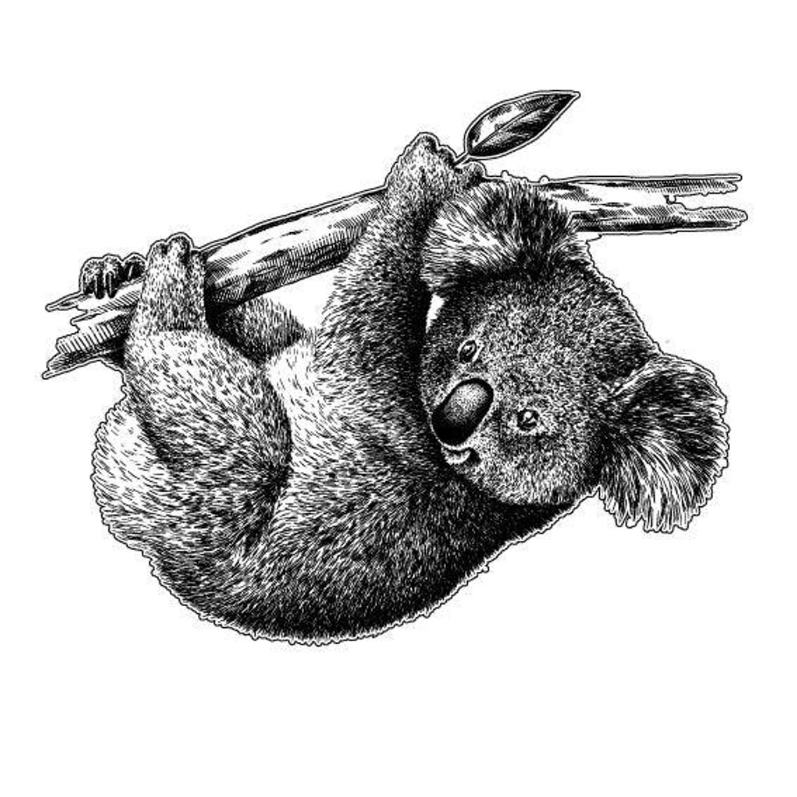 Hanging Koala on Branch Australian Sticker Decal for Vehicle, Motorhome ...