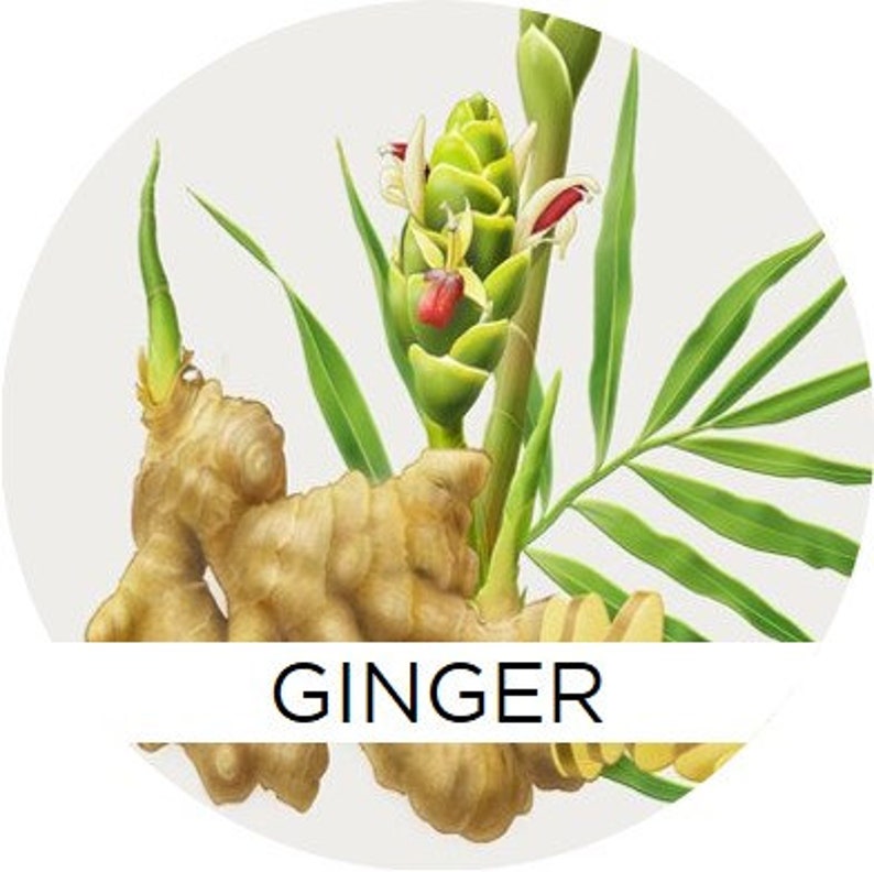 Botanical Spice Tin Labels round 3 Inches - Etsy