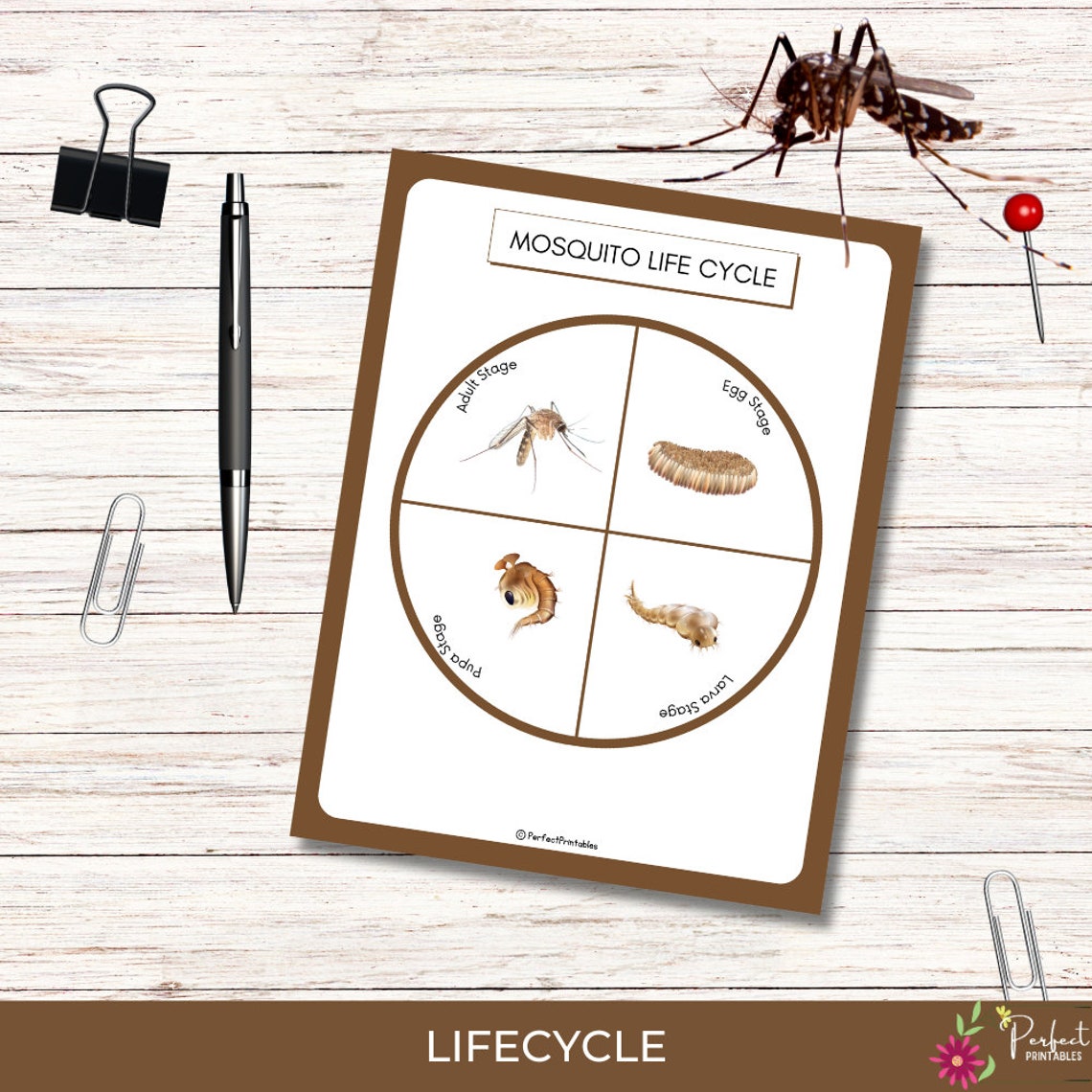 Life Cycle of a Mosquito Insect, Homeschool Nature Study Printable ...