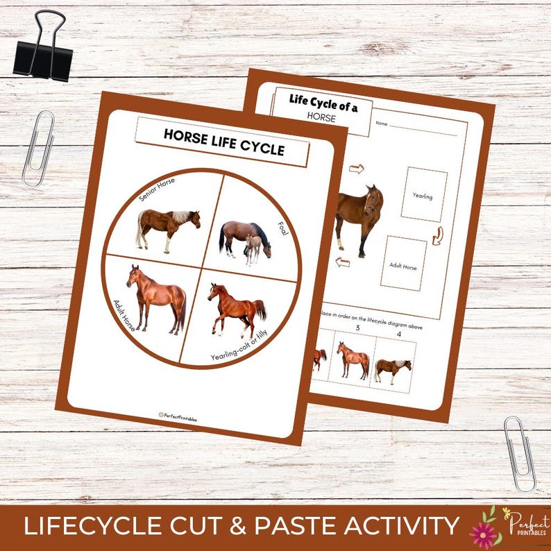 Life Cycle of a Horse Worksheet- Animal Science Unit Study With Fun ...