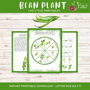 Life Cycle of a Bean Plant, Homeschool Nature & Botany Study Printable ...