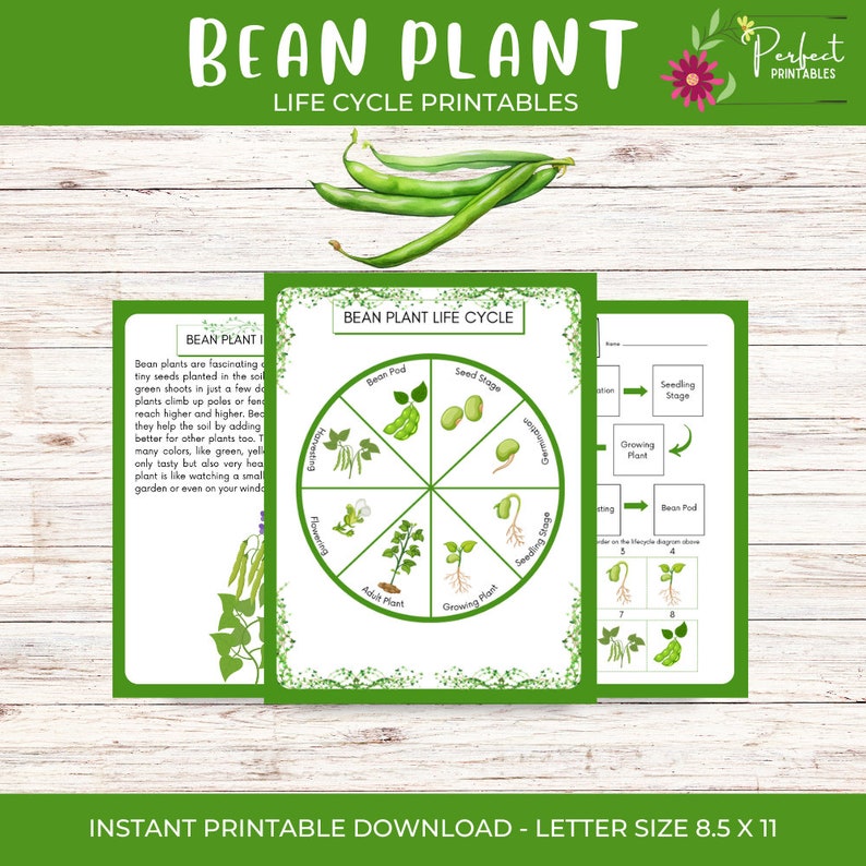 Life Cycle of a Bean Plant, Homeschool Nature & Botany Study Printable ...