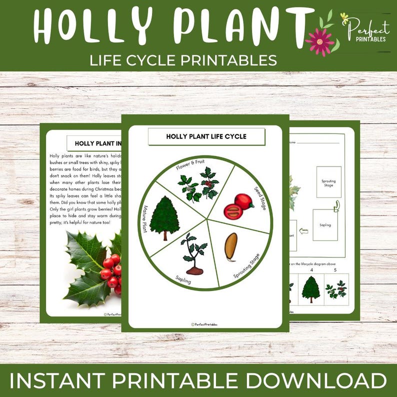 Life Cycle of a Holly Plant Worksheet | Christmas Plant Science Unit ...