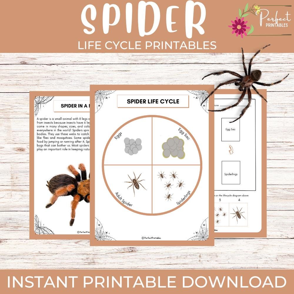 Life Cycle of a Spider | Spider Life Cycle With Cut & Paste Activities ...