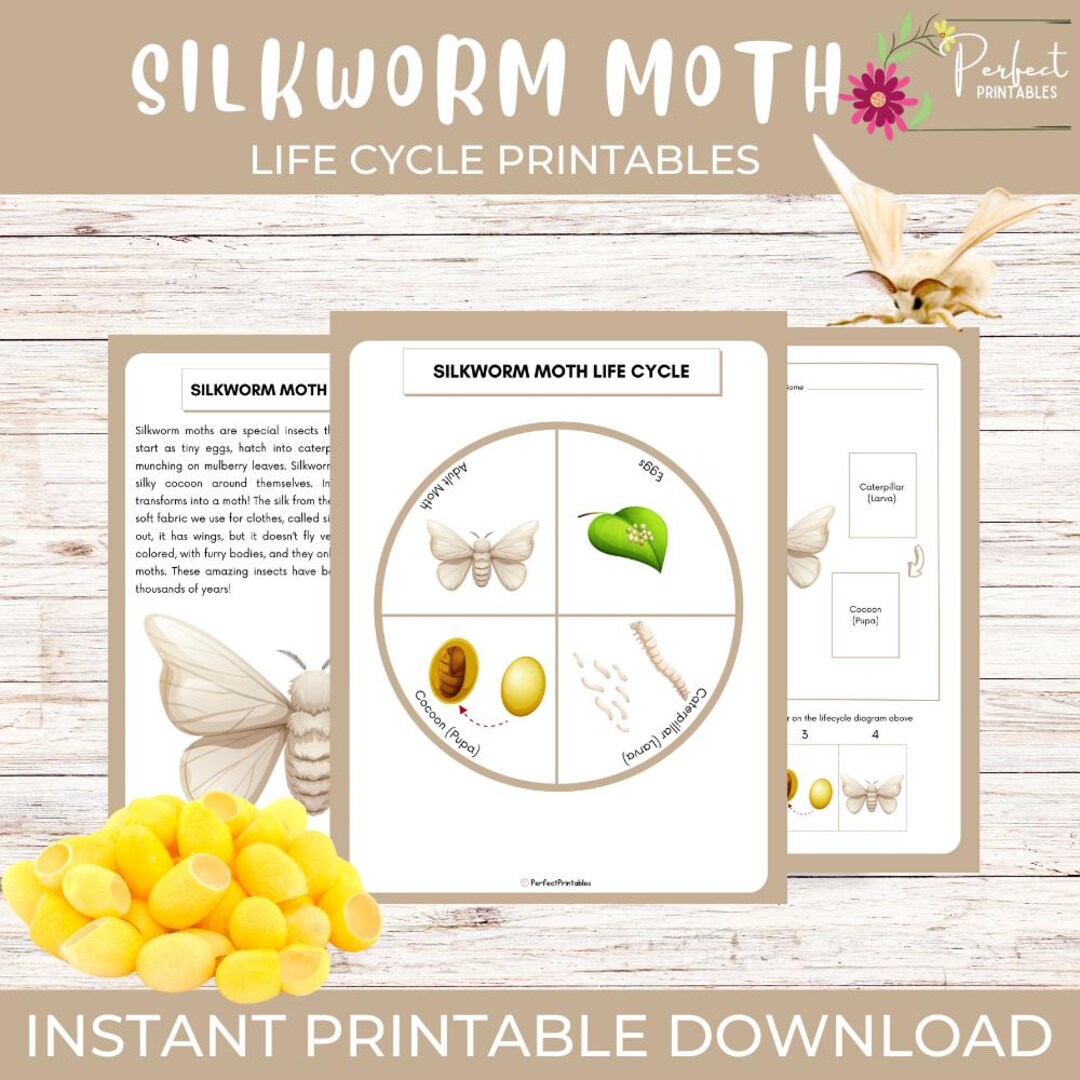 Life Cycle of a Silkworm Moth Worksheet - Insect Science Unit Study ...