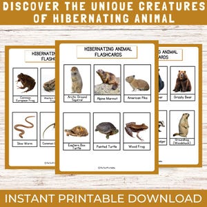 Hibernating Animal Flash Cards | Winter Sleep Unit Study Hibernation ...