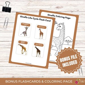 Life Cycle of a Giraffe Worksheet - Animal Science Unit Study With Fun ...