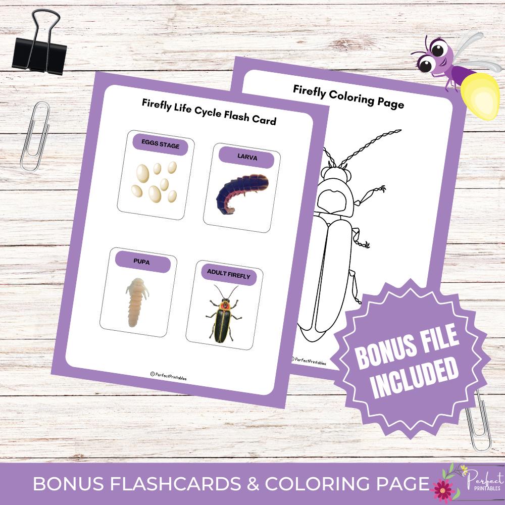 Life Cycle of a Firefly Firefly Unit Study Worksheet With Fun Facts ...