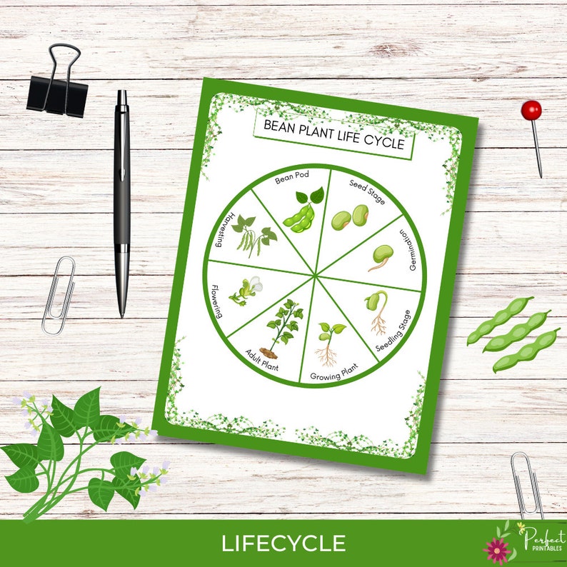 Life Cycle of a Bean Plant, Homeschool Nature & Botany Study Printable ...