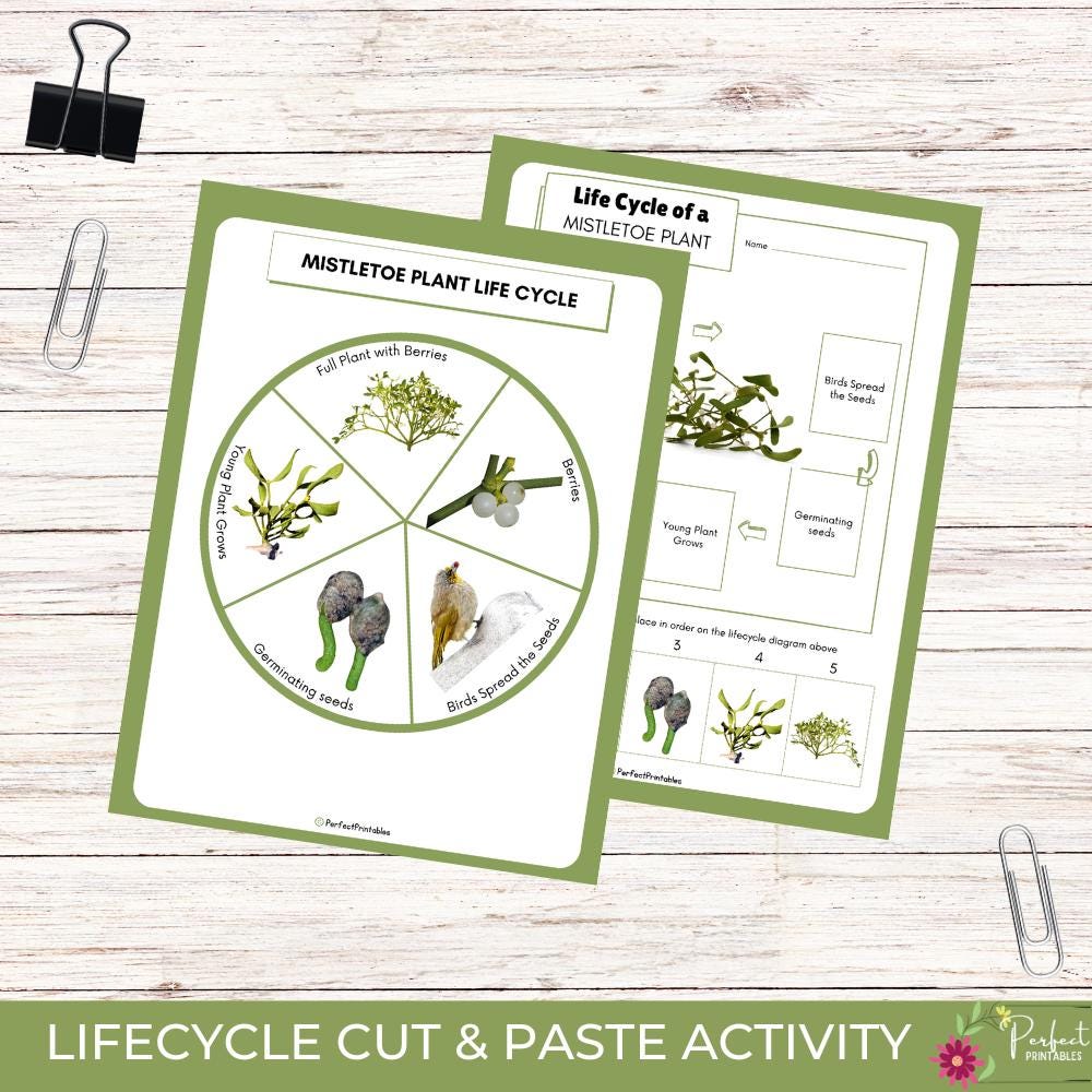 Life Cycle of a Mistletoe Worksheet | Christmas Plant Science Unit ...