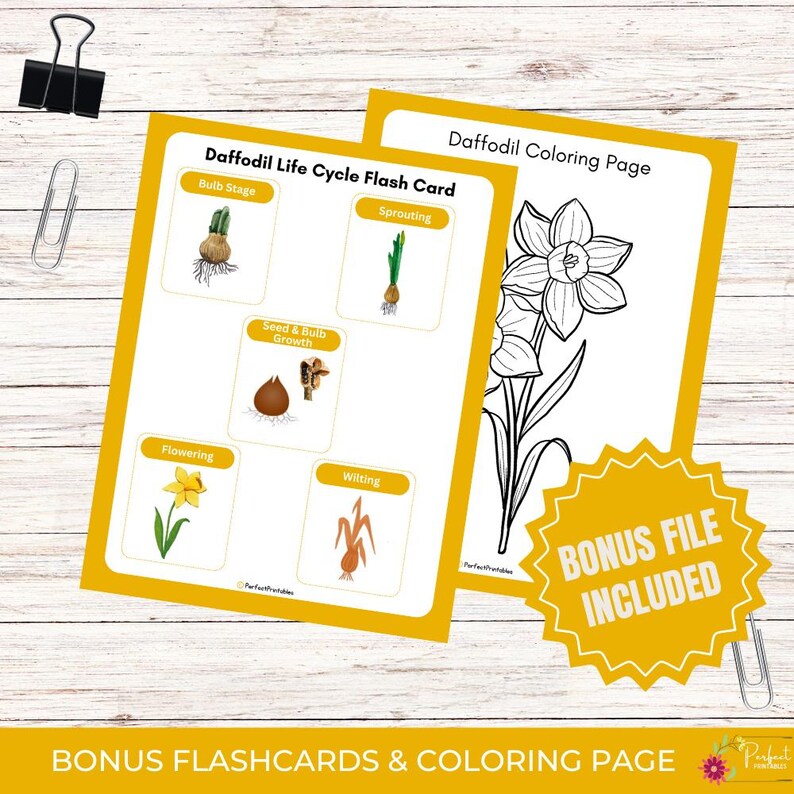 Life Cycle of a Daffodil Worksheet | Spring Plant Unit Study With Fun ...