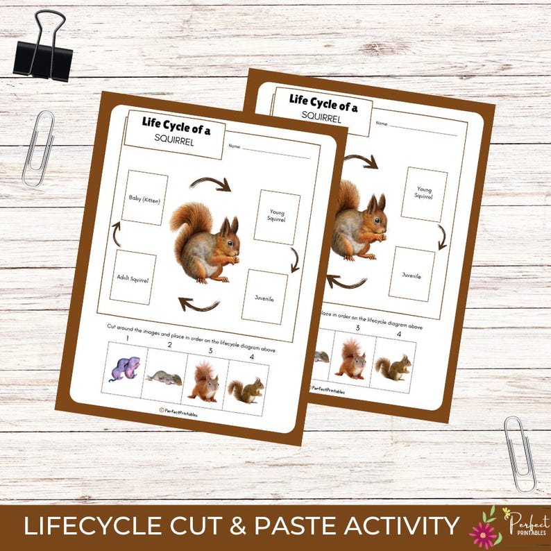 Life Cycle of a Squirrel Worksheet- Animal Science Unit Study With Fun ...