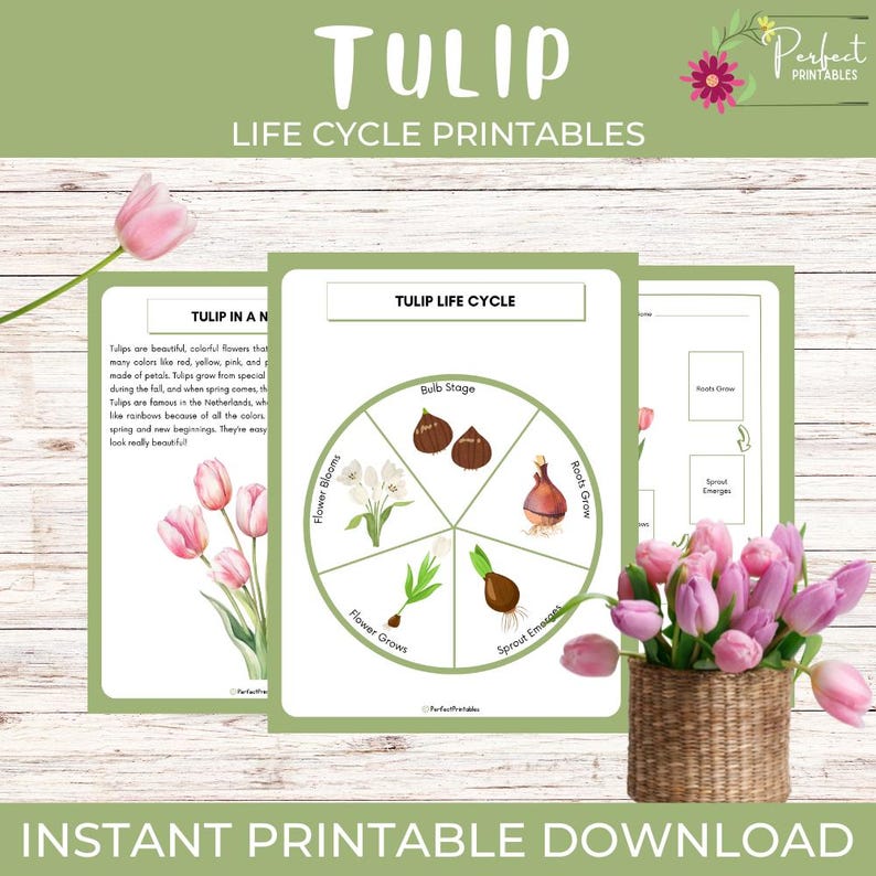 Life Cycle of a Tulip Worksheet - Flower Mini Science Unit Study With ...