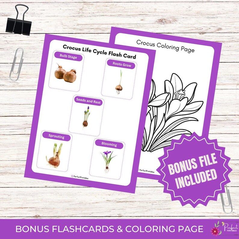 Life Cycle of a Crocus | Spring Flowering Plant Unit Study With Fun ...