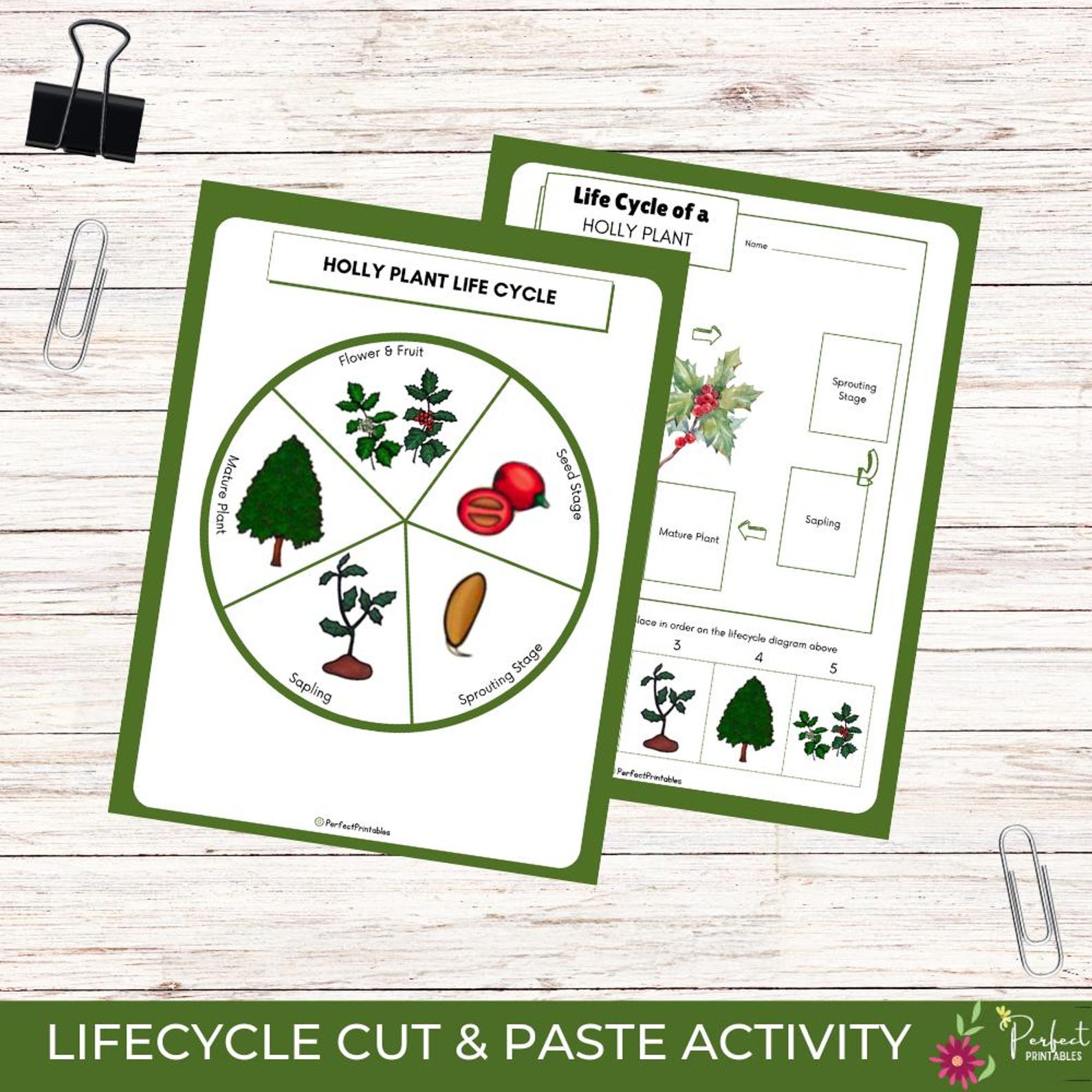 Life Cycle of a Holly Plant Worksheet | Christmas Plant Science Unit ...