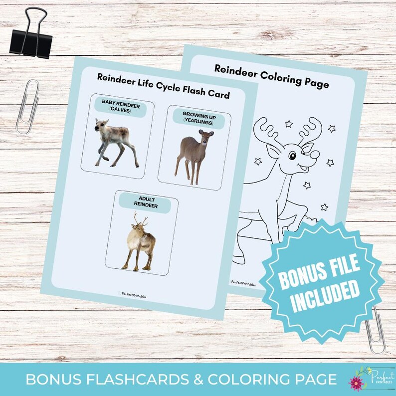 Life Cycle of a Reindeer Worksheet- Winter Animal Science Unit Study ...