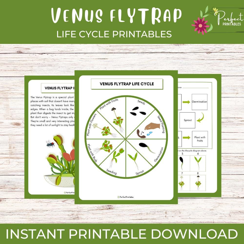 Venus Flytrap Life Cycle Diagram