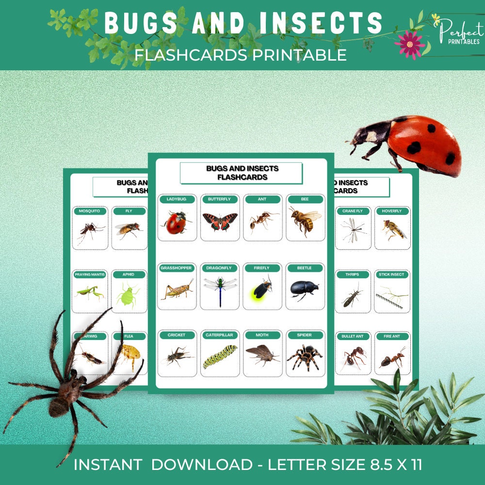 Bugs and Insects Flashcards, 60 Insect Flashcards, Nature Science Study ...