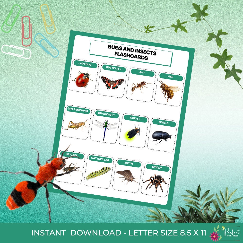 Bugs and Insects Flashcards, 60 Insect Flashcards, Nature Science Study ...