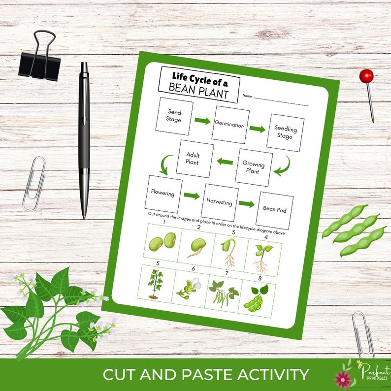 Life Cycle of a Bean Plant, Homeschool Nature & Botany Study Printable ...