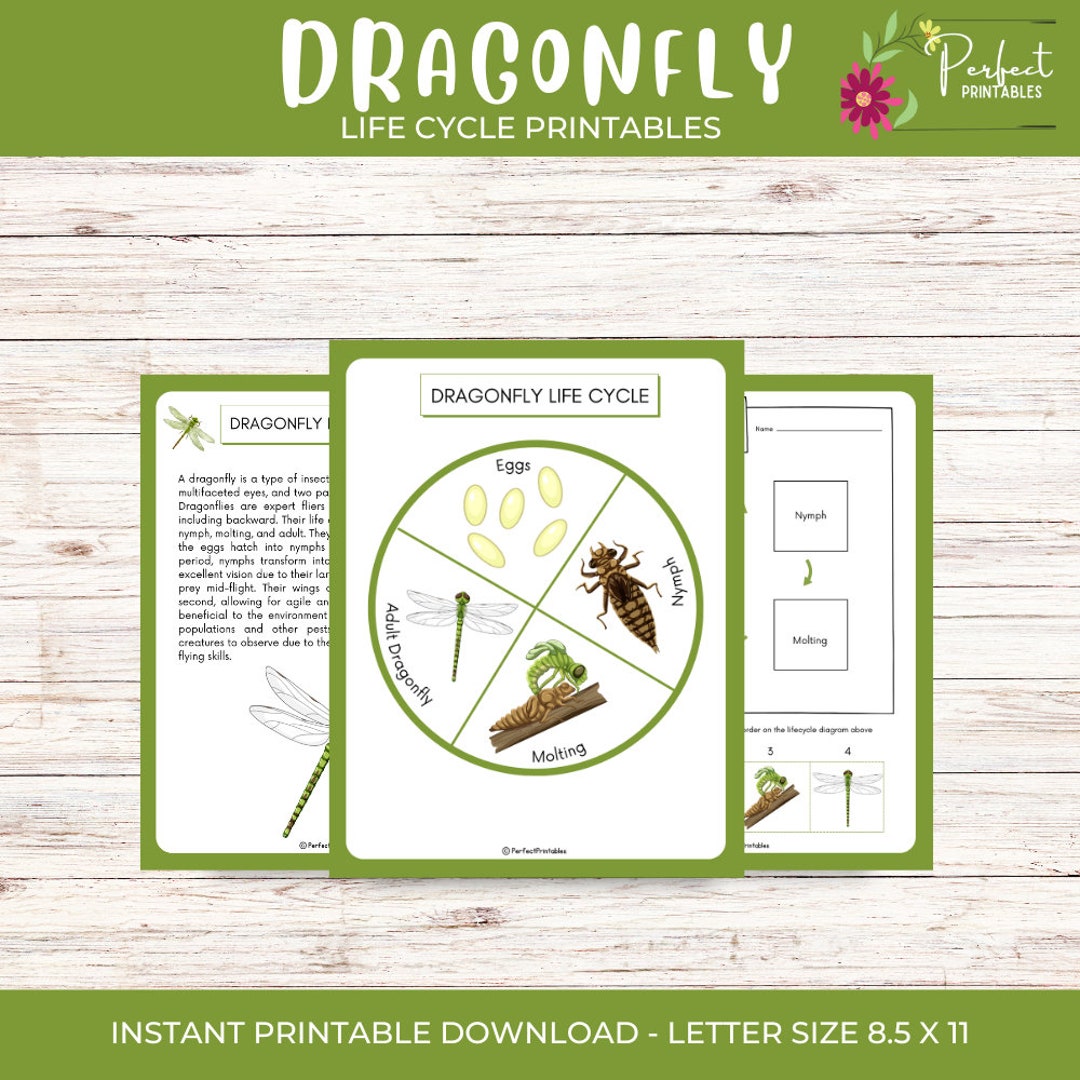 The Life Cycle of a Dragonfly Worksheet, Cut and Paste Activities and ...