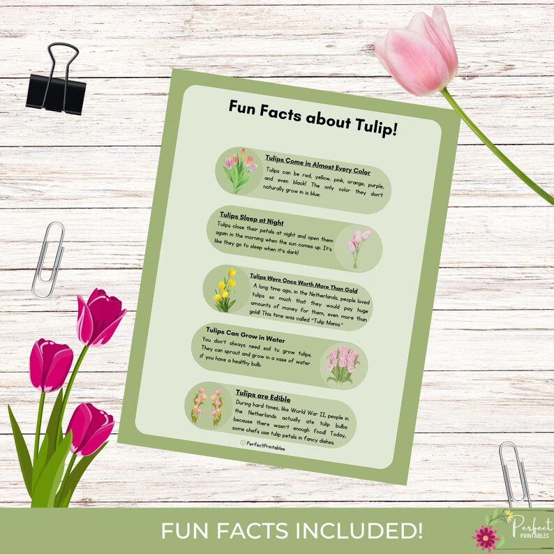Life Cycle of a Tulip Worksheet - Flower Mini Science Unit Study With ...
