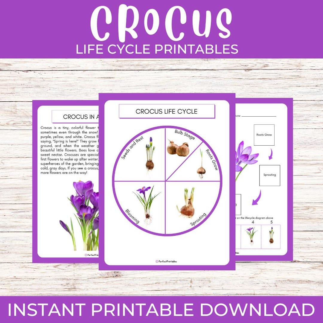 Life Cycle of a Crocus | Spring Flowering Plant Unit Study With Fun ...