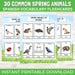 Spring Animals in Spanish Bilingual Vocabulary Flashcards With Real ...