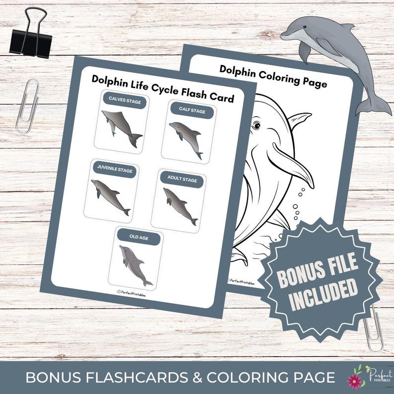 Life Cycle of a Dolphin Worksheet | Ocean Mammals Unit Study With Fun ...