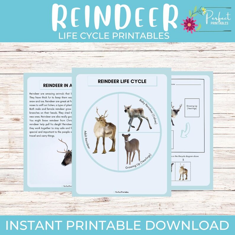 Life Cycle of a Reindeer Worksheet- Winter Animal Science Unit Study ...