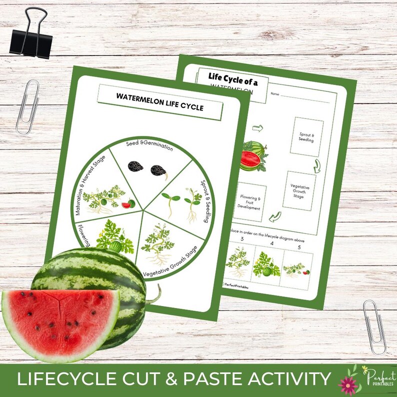 Life Cycle of a Watermelon Plant Worksheet | Plants Biology Unit Study ...