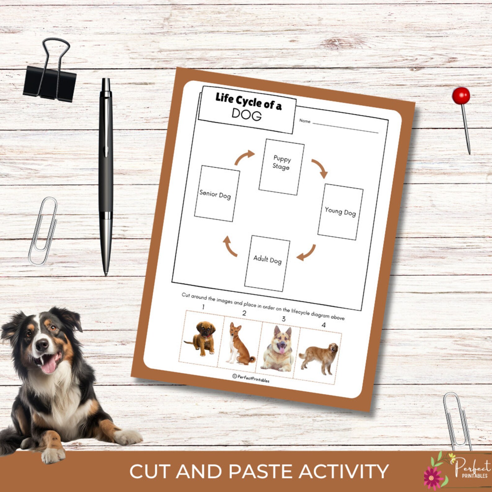 Life Cycle of a Dog, Homeschool Nature Study Printable Animal Life ...