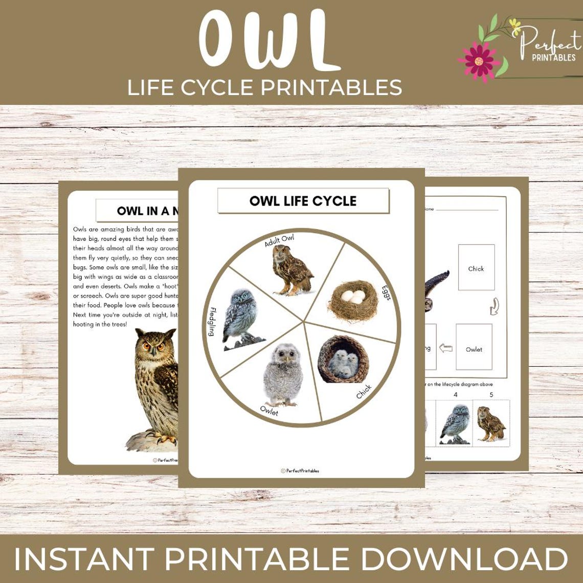 Life Cycle of an Owl | Wildlife/birds Unit Study With Fun Facts | Birds ...