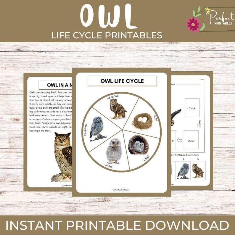 Life Cycle of an Owl | Wildlife/birds Unit Study With Fun Facts | Birds ...