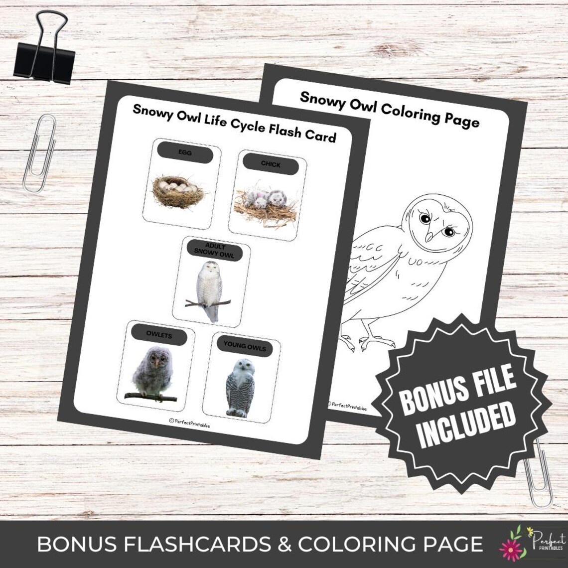 Life Cycle of a Snowy Owl Worksheet- Winter Animal Science Unit Study ...