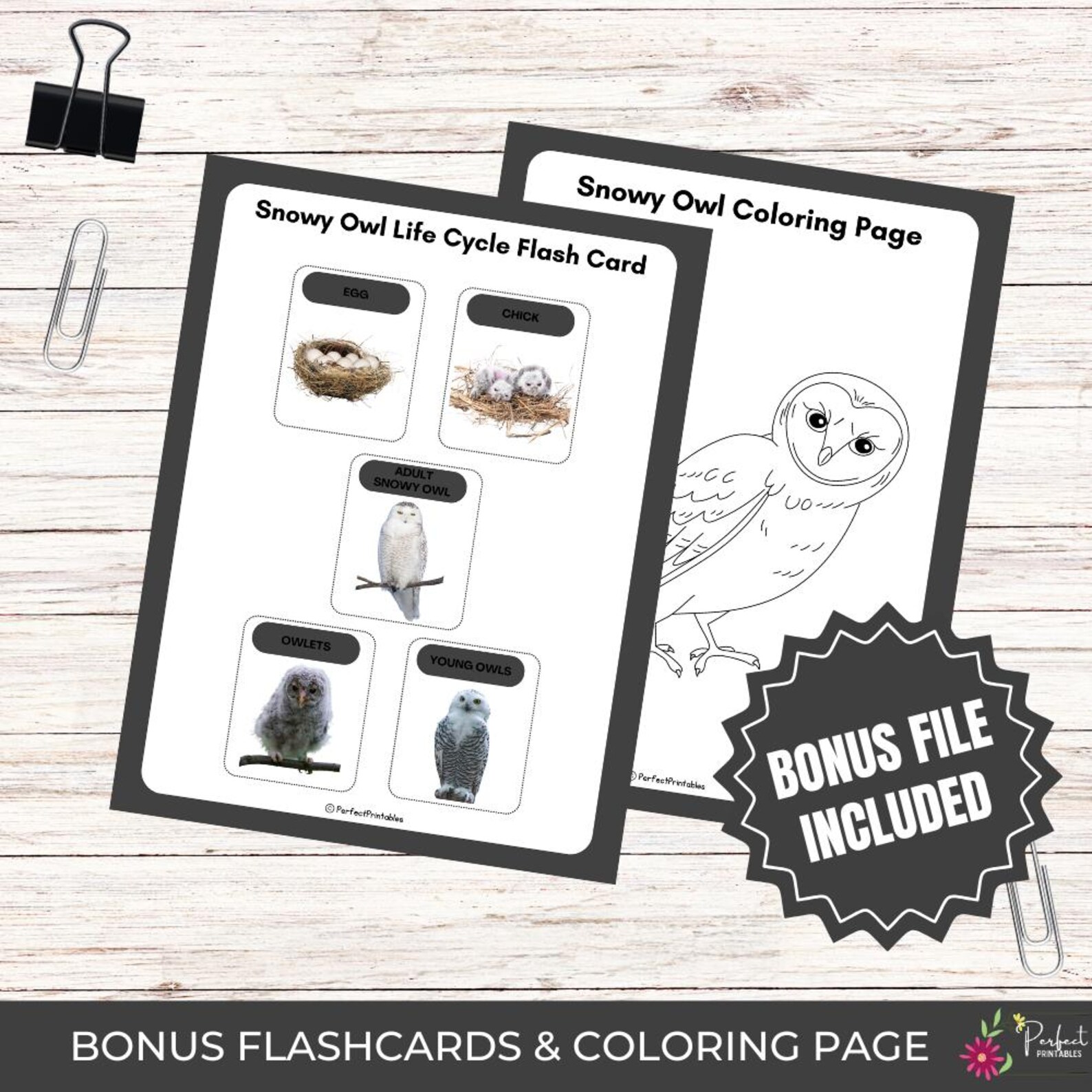 Life Cycle of a Snowy Owl Worksheet- Winter Animal Science Unit Study ...